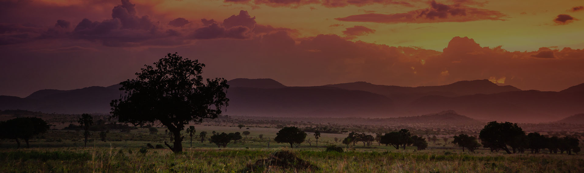 UGANDA CONSERVATION FOUNDATION - The Wilful - B Corp - Communications ...